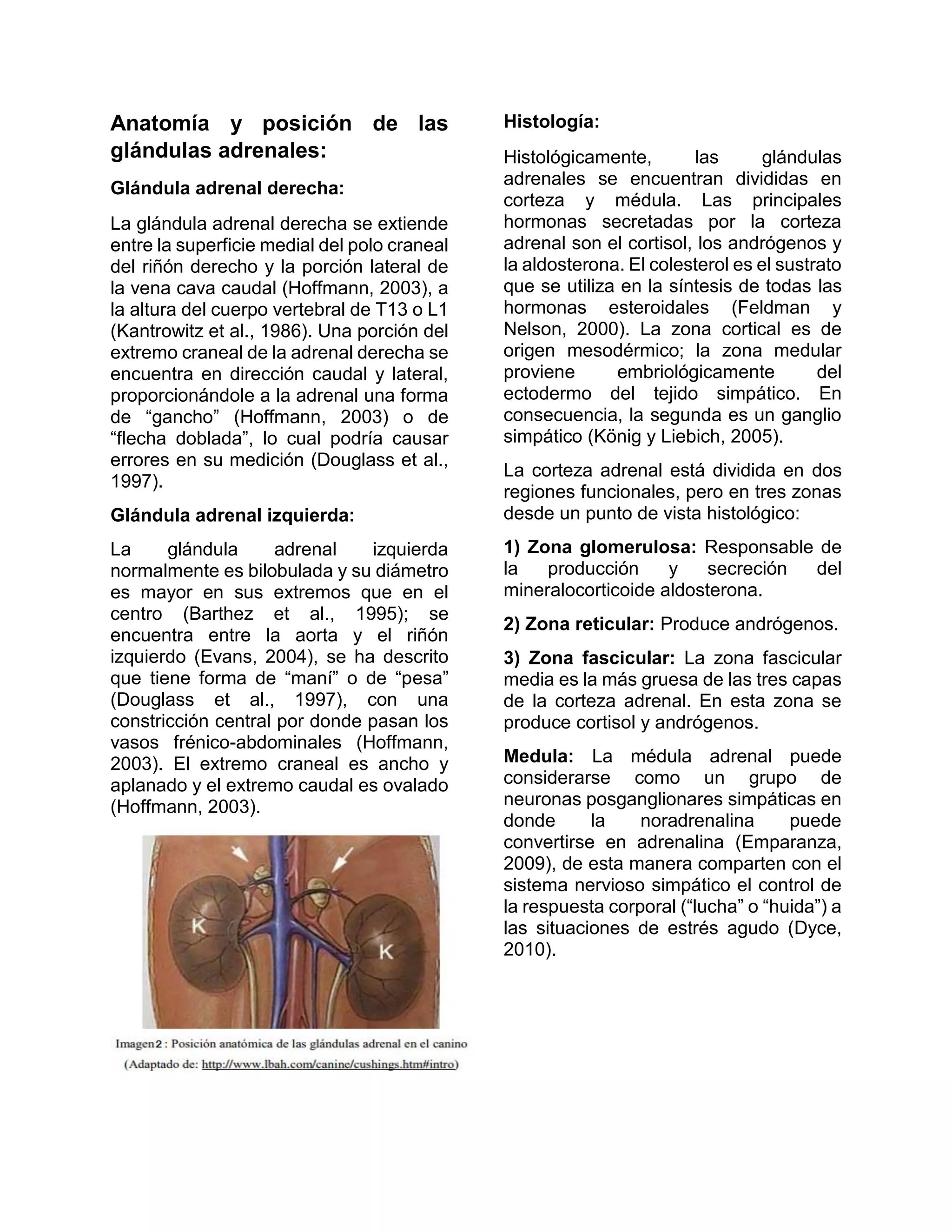 Anatomía de las glándulas adrenales | PDF