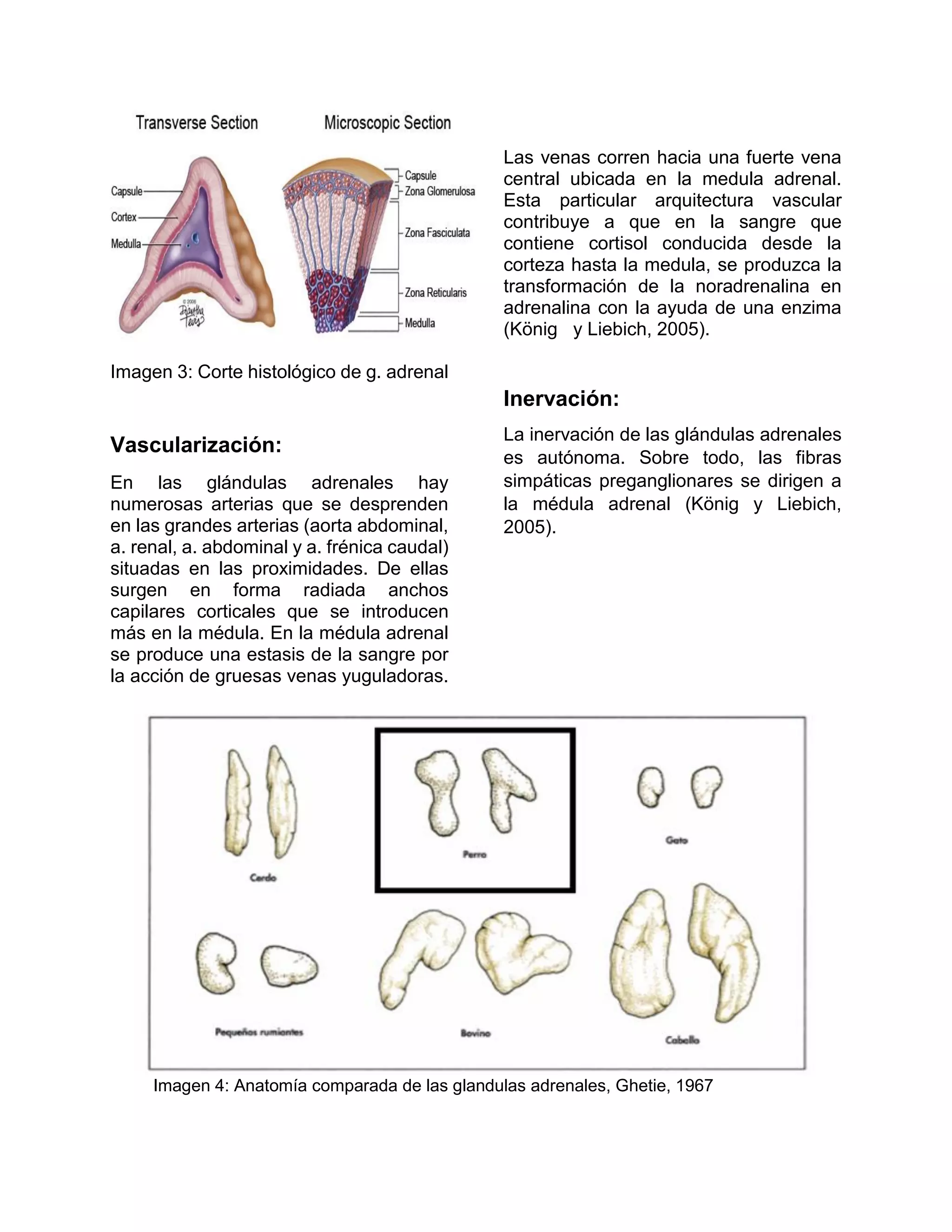 Anatomía de las glándulas adrenales | PDF