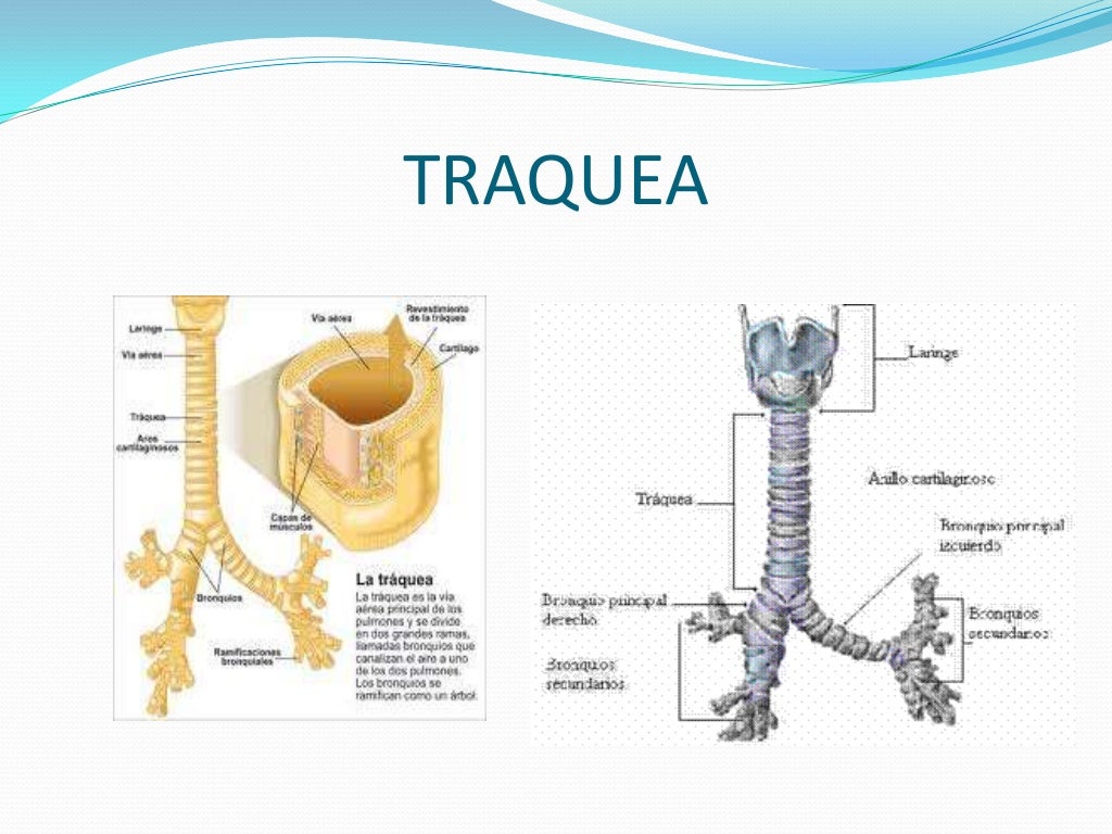 Anatomía de las vías aéreas inferiores