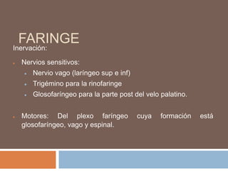 Anatomía de la vía aérea | PPTX