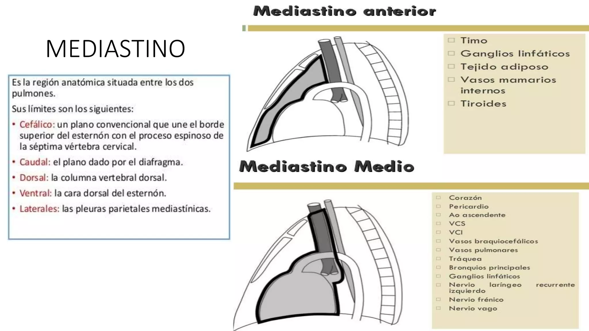 ANATOMÍA DE LA VIA AÉREA Y CAJA TORÁCICA | PPTX