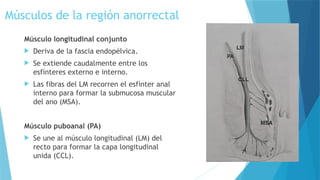 ANATOMÍA DEL CANAL ANAL Y EL PERINÉ.pptx
