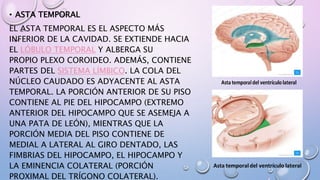 Anatomía del cerebro y ventrículos.pptx