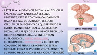 Anatomía del cerebro y ventrículos.pptx