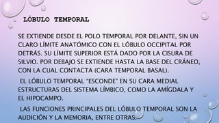 Anatomía del cerebro y ventrículos.pptx