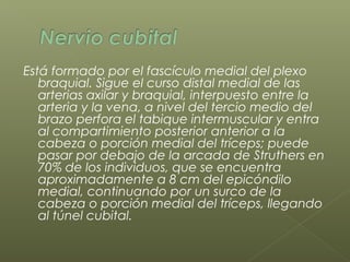 Anatomía del codo por resonancia | PPT