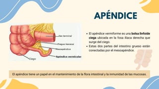 Anatomía del colón .pdf