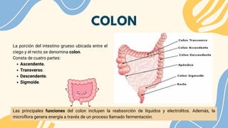 Anatomía del colón .pdf