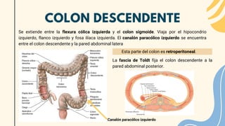 Anatomía del colón .pdf