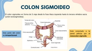 Anatomía del colón .pdf