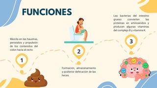 Anatomía del colón .pdf
