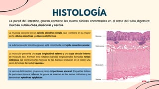 Anatomía del colón .pdf