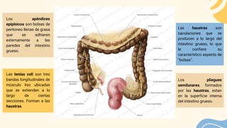 Anatomía del colón .pdf