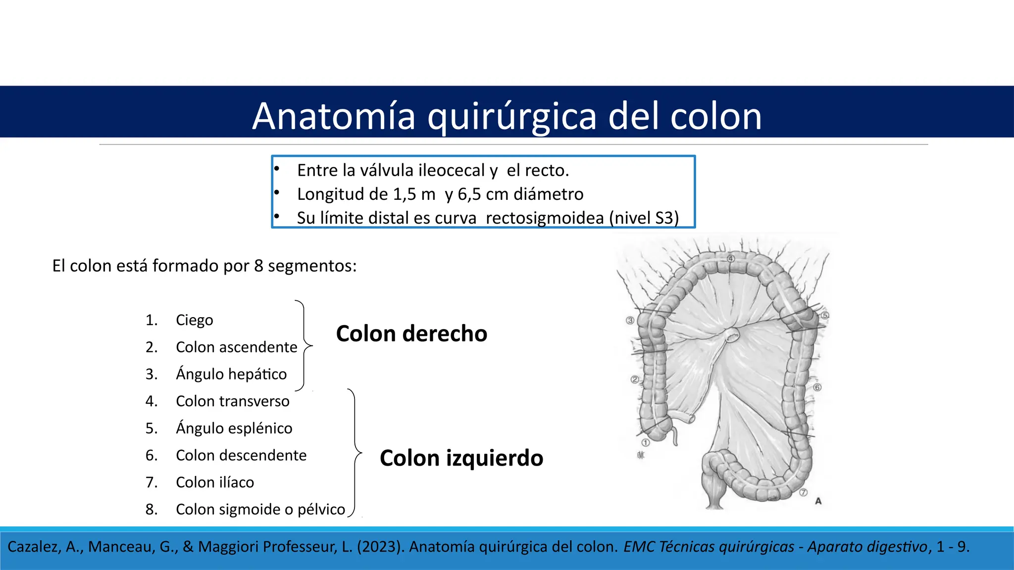 Anatomía quirúrgica de toda la extensión del colon.pptx
