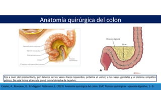 Anatomía quirúrgica de toda la extensión del colon.pptx