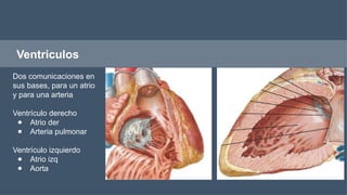 Anatomía normal del corazón y su fisiología | PPTX