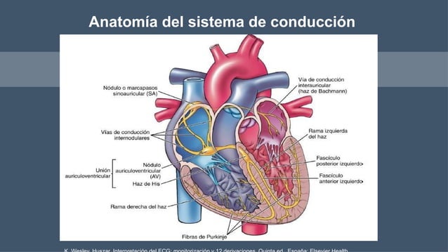 Anatomía normal del corazón y su fisiología | PPTX