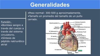 Anatomía normal del corazón y su fisiología | PPTX