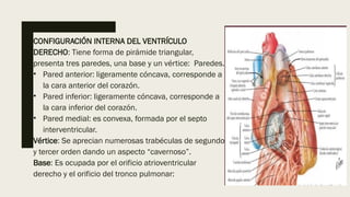 ANATOMÍA DEL CORAZÓN.pptx para estudio de su estructura | PPTX