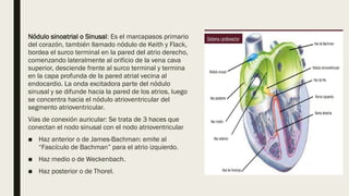 ANATOMÍA DEL CORAZÓN.pptx para estudio de su estructura | PPTX