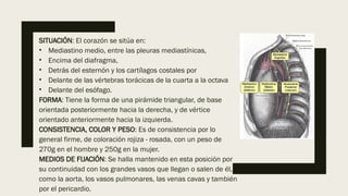 ANATOMÍA DEL CORAZÓN.pptx para estudio de su estructura | PPTX