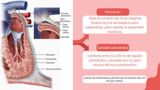 Anatomía del corazón, explicación completa | PDF