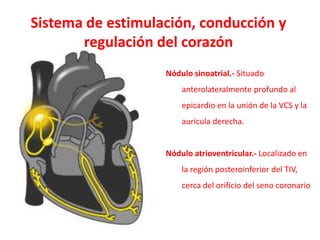 Anatomía del corazón(expo fisiologia incompleta) | PPTX