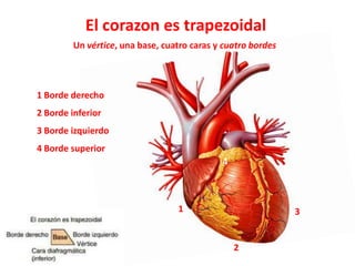 Anatomía del corazón(expo fisiologia incompleta) | PPTX