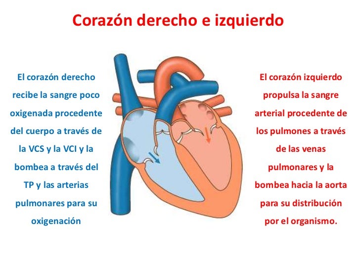 Anatomía del corazón(expo fisiologia incompleta)