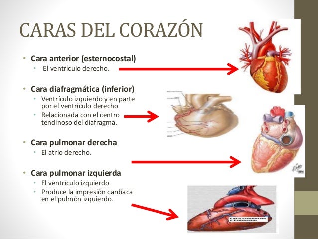 Anatomía del corazón jose herrera final2