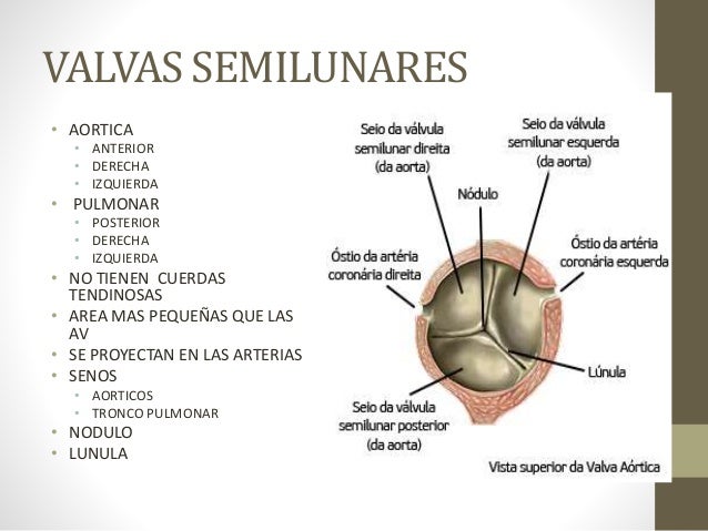 Anatomía del corazón jose herrera final2
