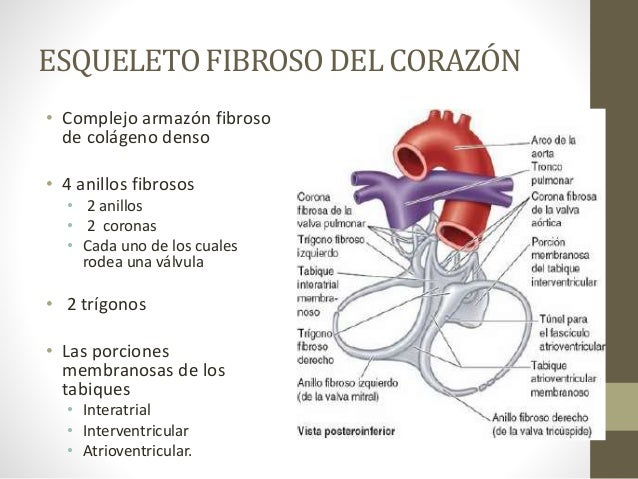 Anatomía del corazón jose herrera final2