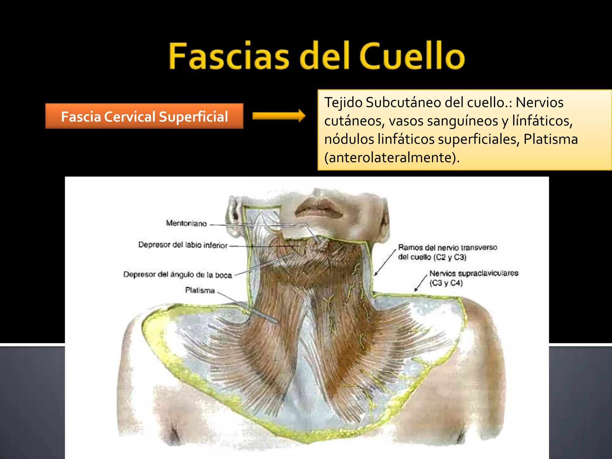 Anatomía del cuello | PPTX