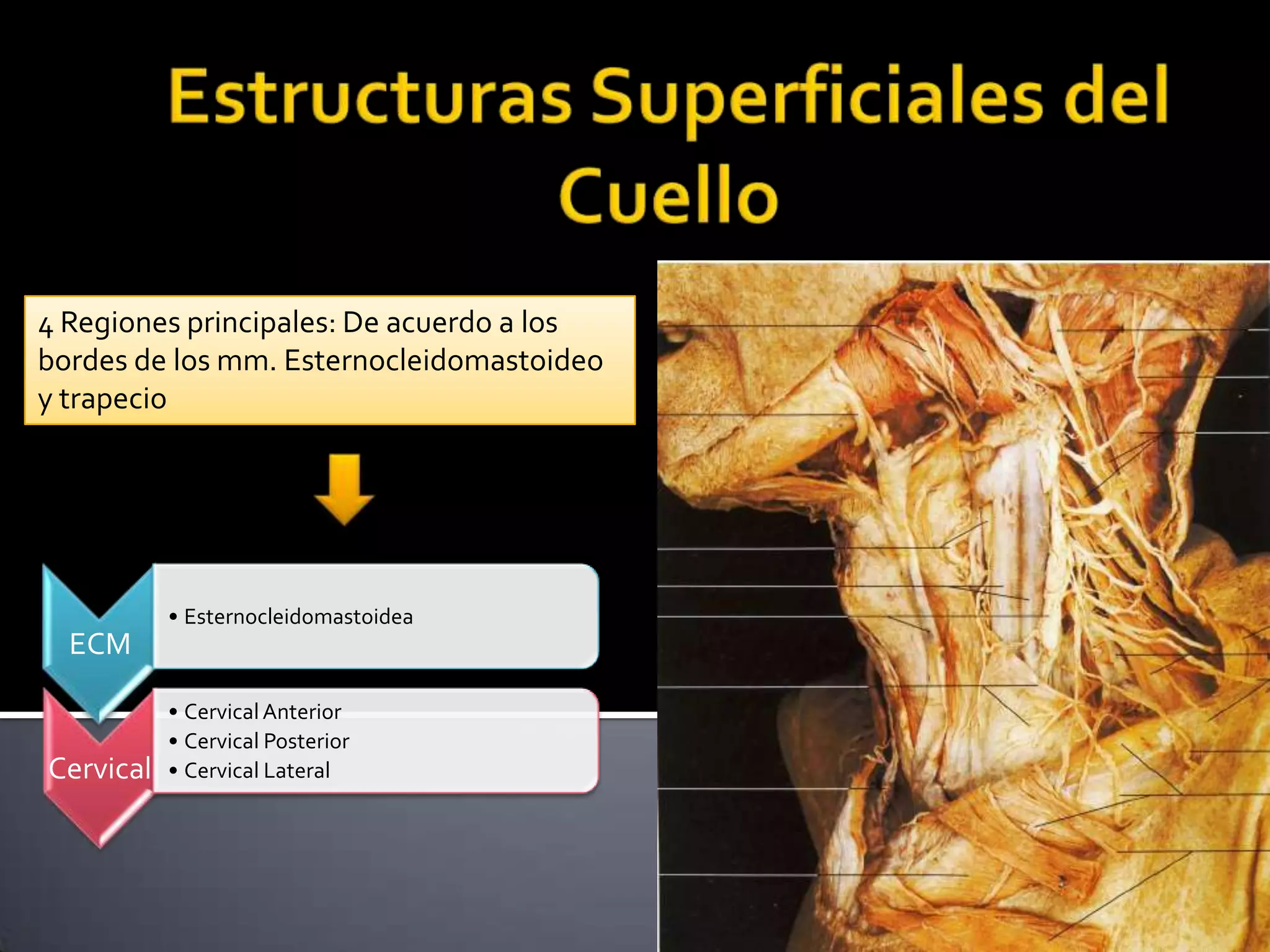 Anatomía del cuello | PPTX