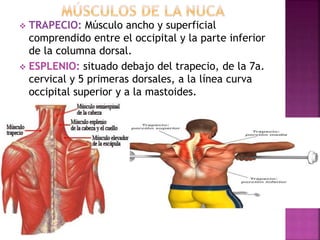 Anatomia del cuello | PPTX