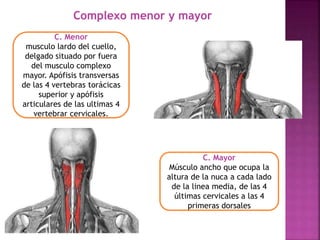 Anatomia del cuello | PPTX