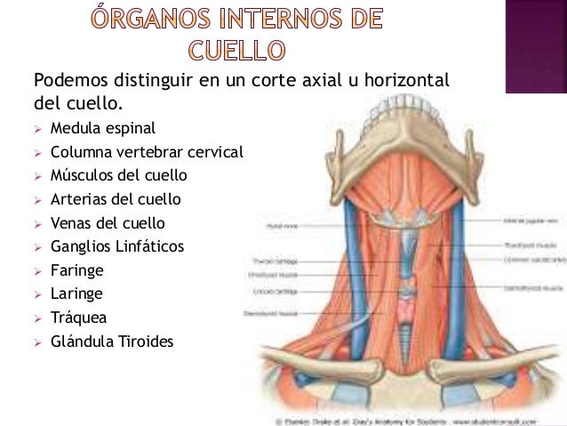 Estructuras Del Cuello | Huesos del cuello: Vídeo, Anatomía ...