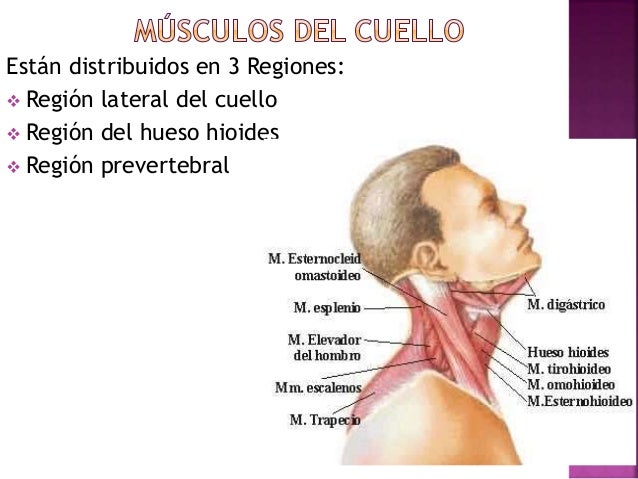 Anatomia del cuello