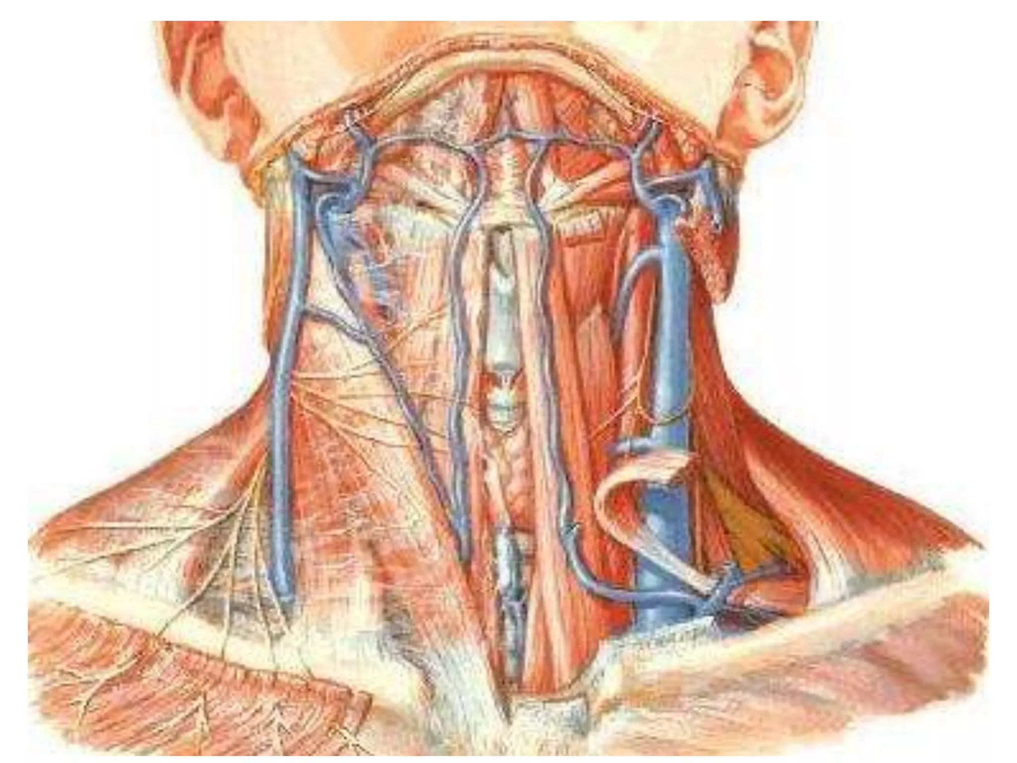 Anatomía del cuello. 1ra clase..ppt