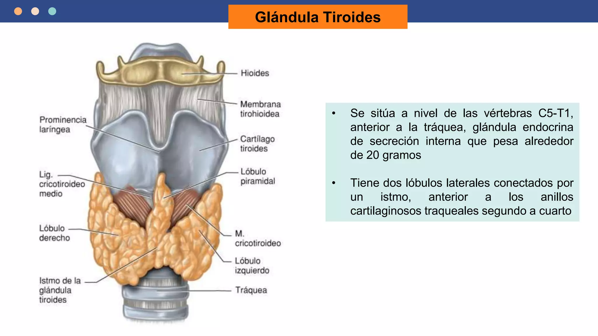Anatomía del cuello y tiroides.pptx