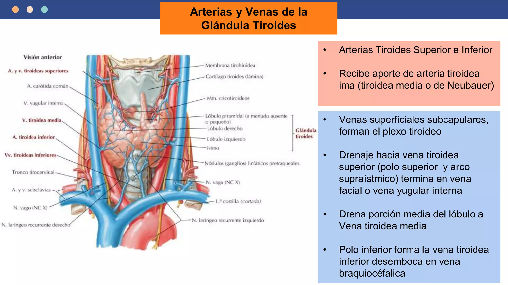 Anatomía del cuello y tiroides.pptx