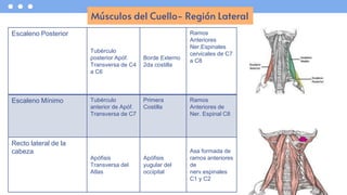 Anatomía del cuello y tiroides.pptx