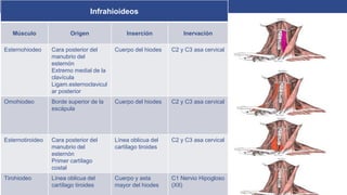 Anatomía del cuello y tiroides.pptx