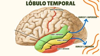 Anatomía del diencéfalo, neuronatomía anatomía del sistema nervioso.pdf