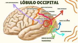 Anatomía del diencéfalo, neuronatomía anatomía del sistema nervioso.pdf