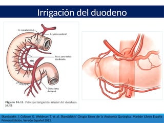 Anatomía del duodeno para estudiantes de residencia en Cirugía General ...