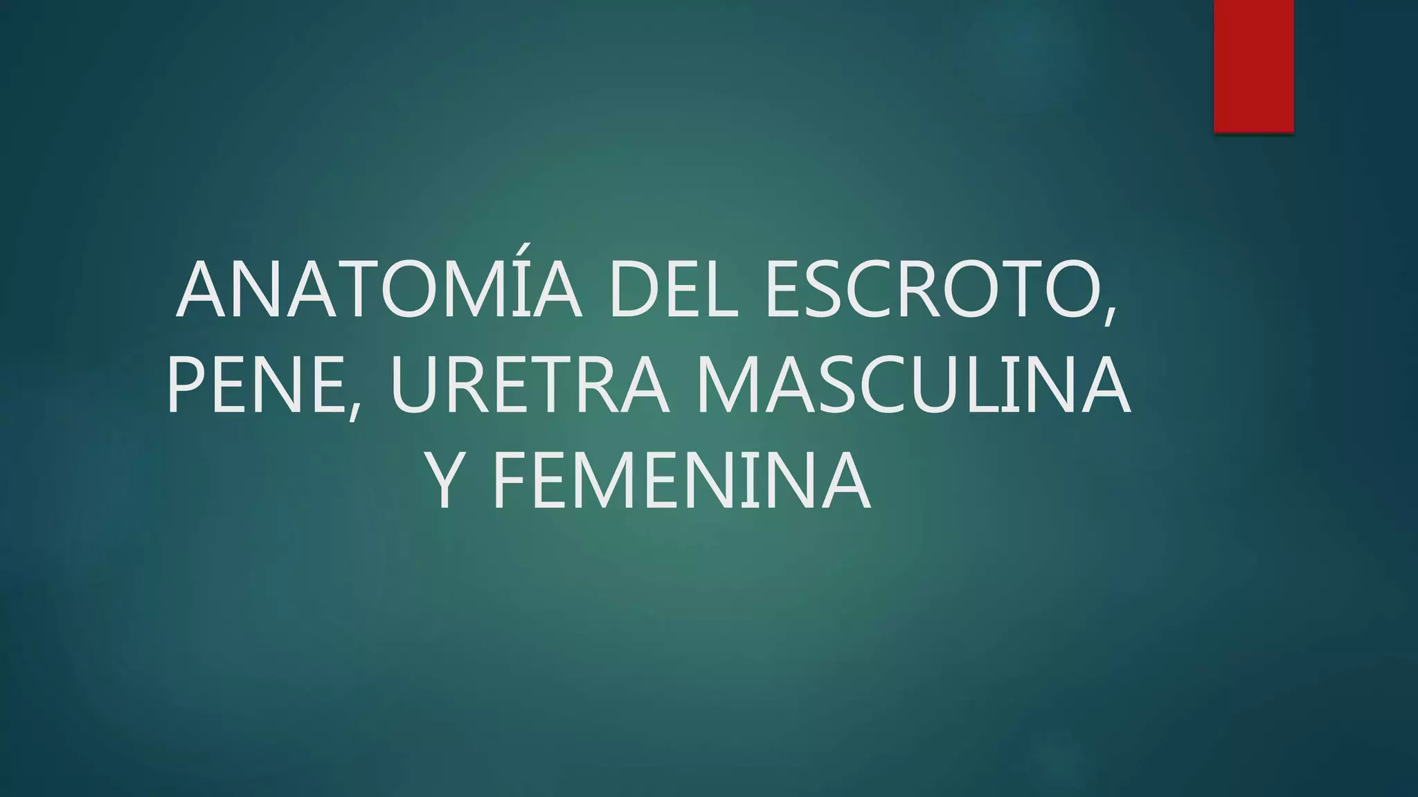 ANATOMÍA DEL ESCROTO, PENE Y URETRA MASCULINA Y FEMENINA | PPTX