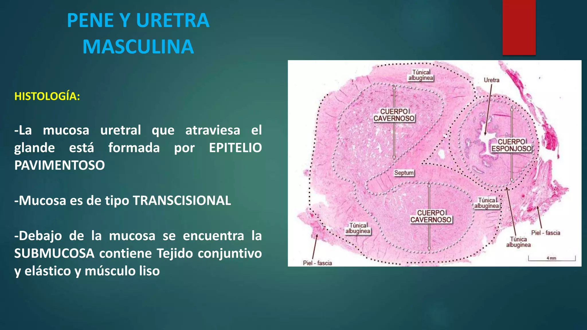 ANATOMÍA DEL ESCROTO, PENE Y URETRA MASCULINA Y FEMENINA | PPTX
