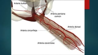 ANATOMÍA DEL ESCROTO, PENE Y URETRA MASCULINA Y FEMENINA | PPTX