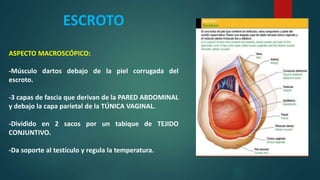 Anatomía Del Escroto Pene Y Uretra Masculina Y Femenina Pptx